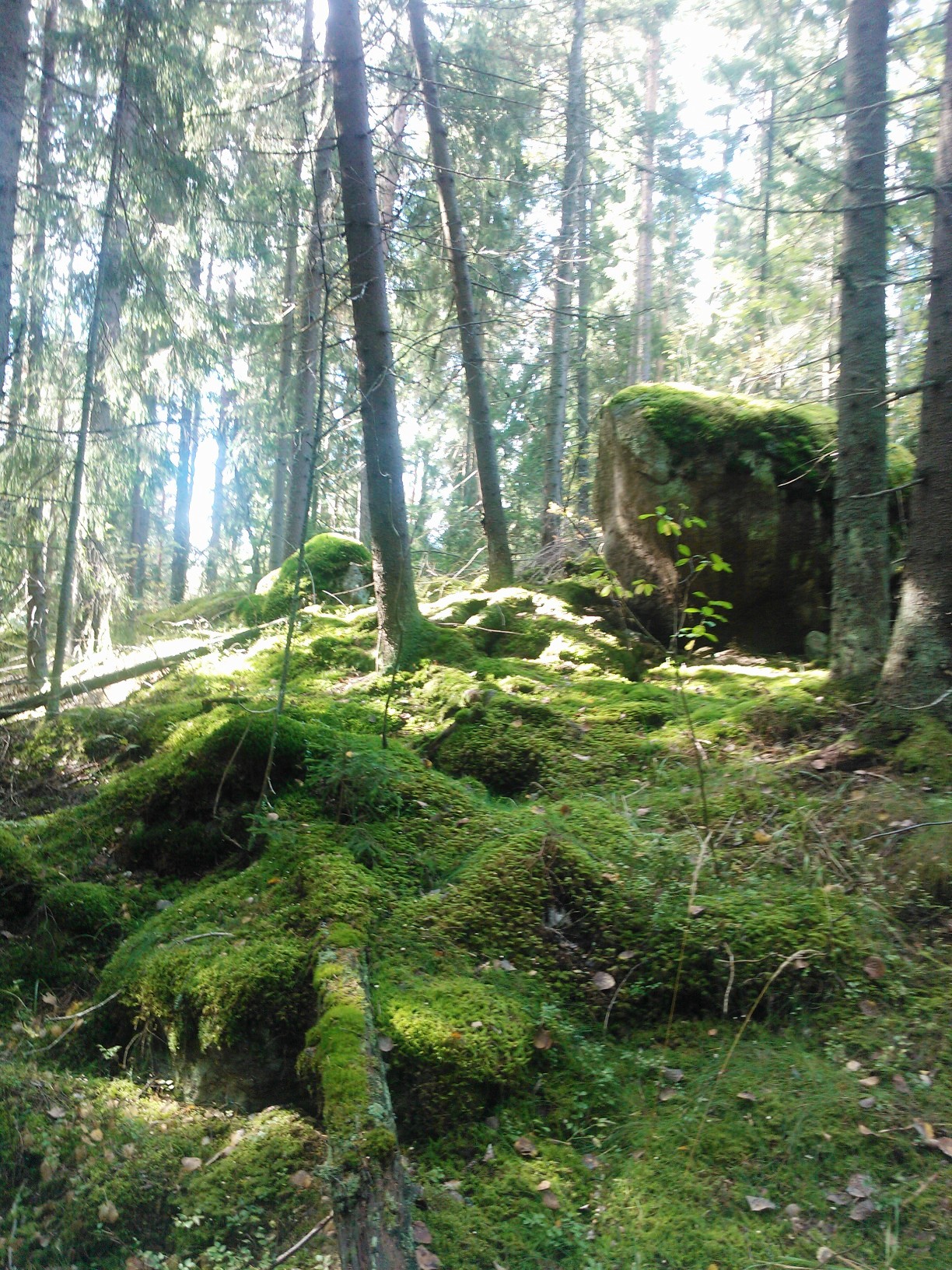 Päivänselvää: Biologia ja maantieto - Opike